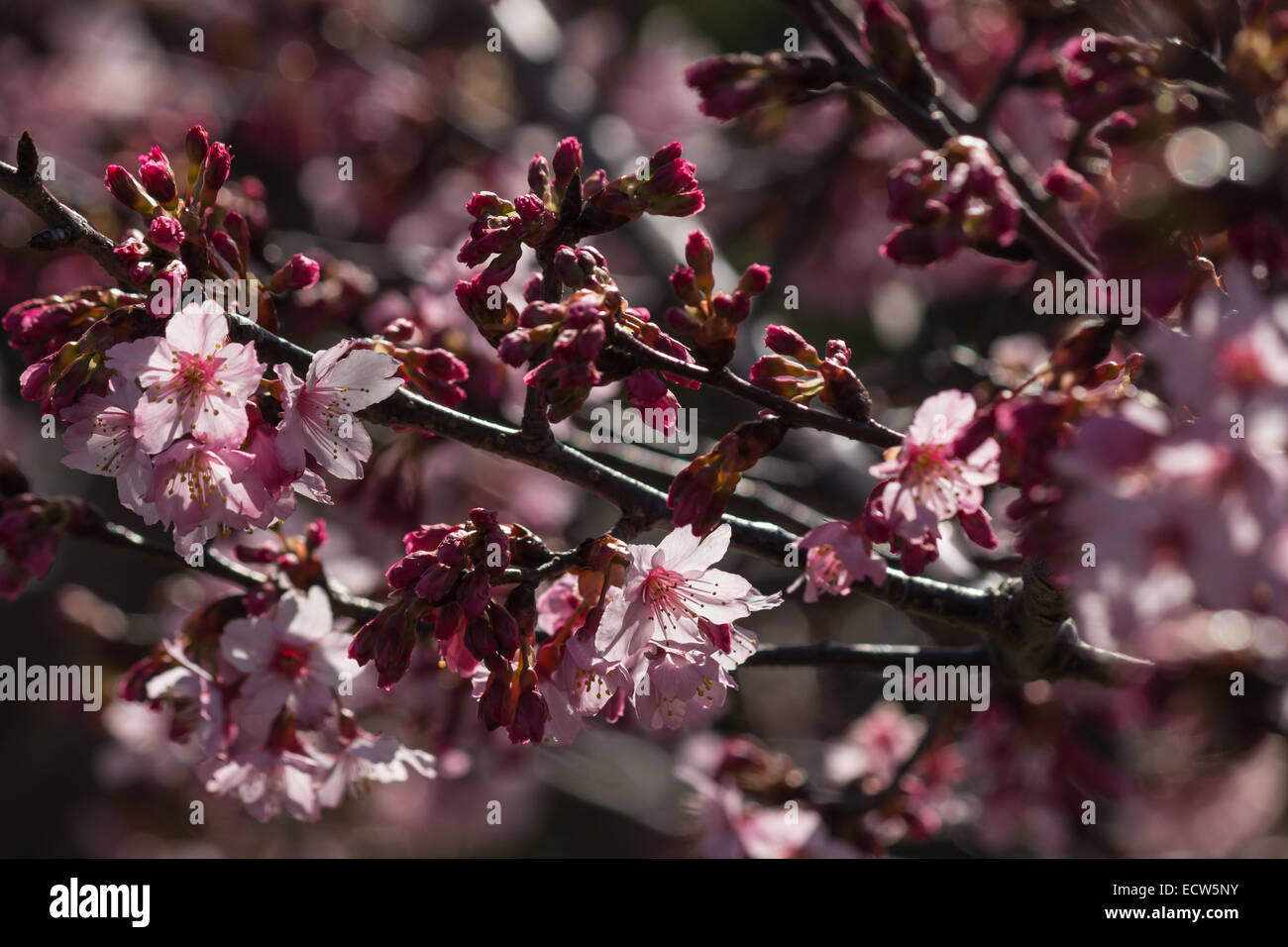 Cherry blossom buds hi-res stock photography and images - Alamy