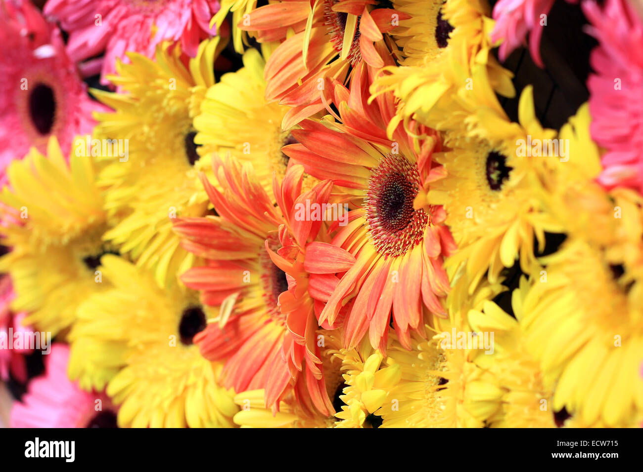 Beautiful gerbera or Barberton daisy flower Stock Photo - Alamy