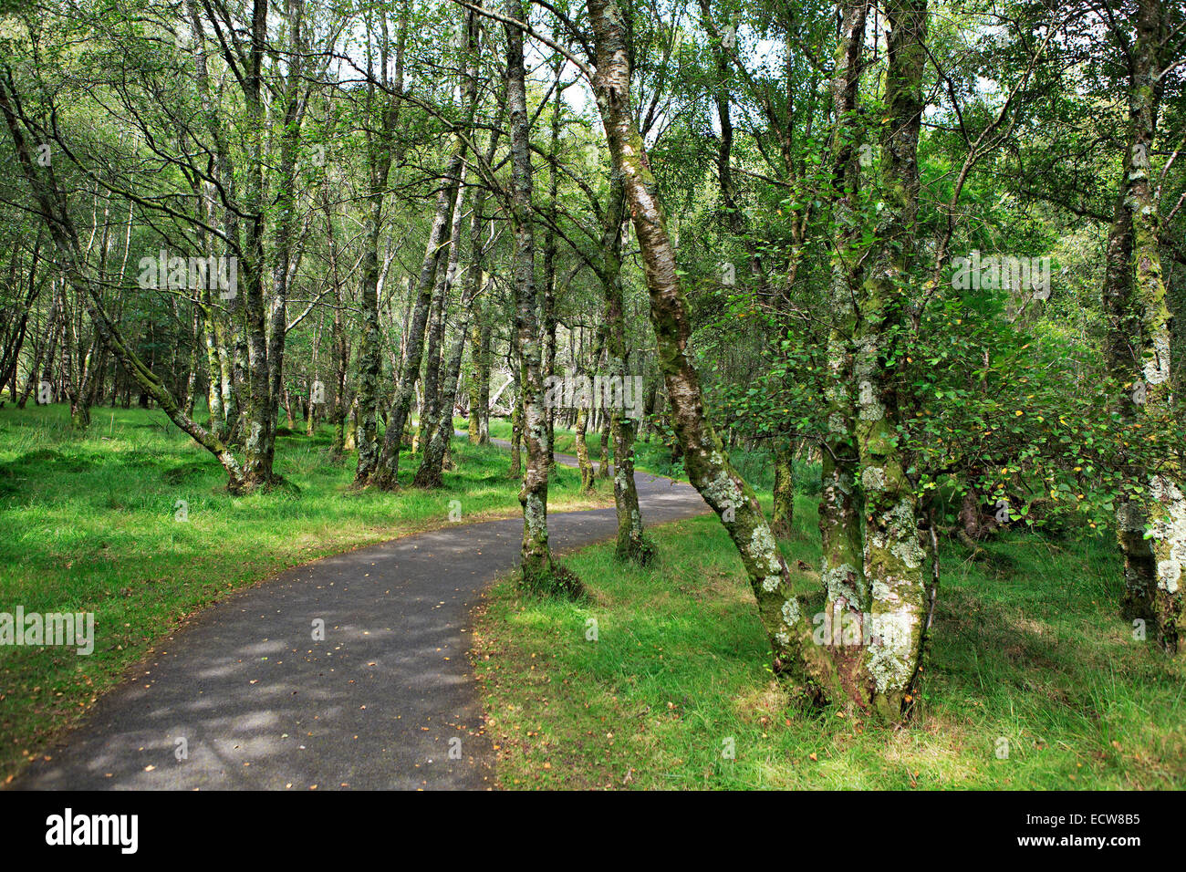 Beautiful footpath in Wicklow Stock Photo - Alamy