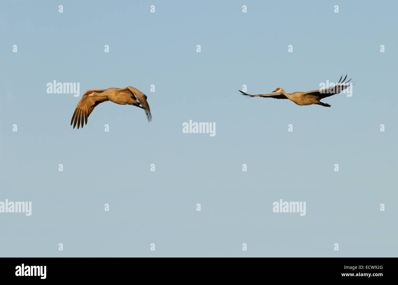 Sandhill Cranes flying over the water and the hills at Bosque Del ...