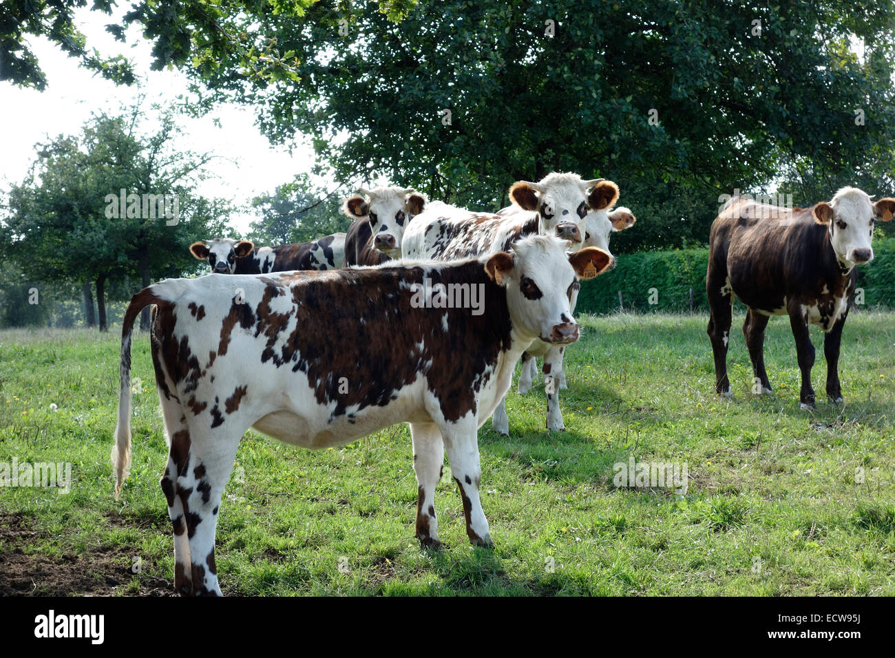 Normandy Cattle in Normandy, France Stock Photo - Alamy