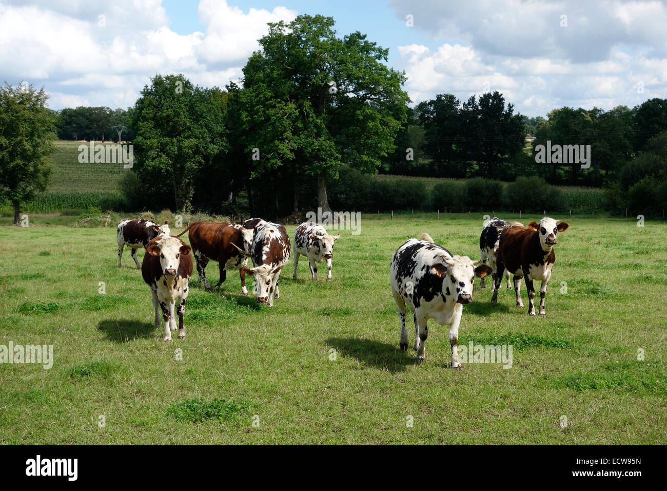 France cattle normandy hi-res stock photography and images - Alamy