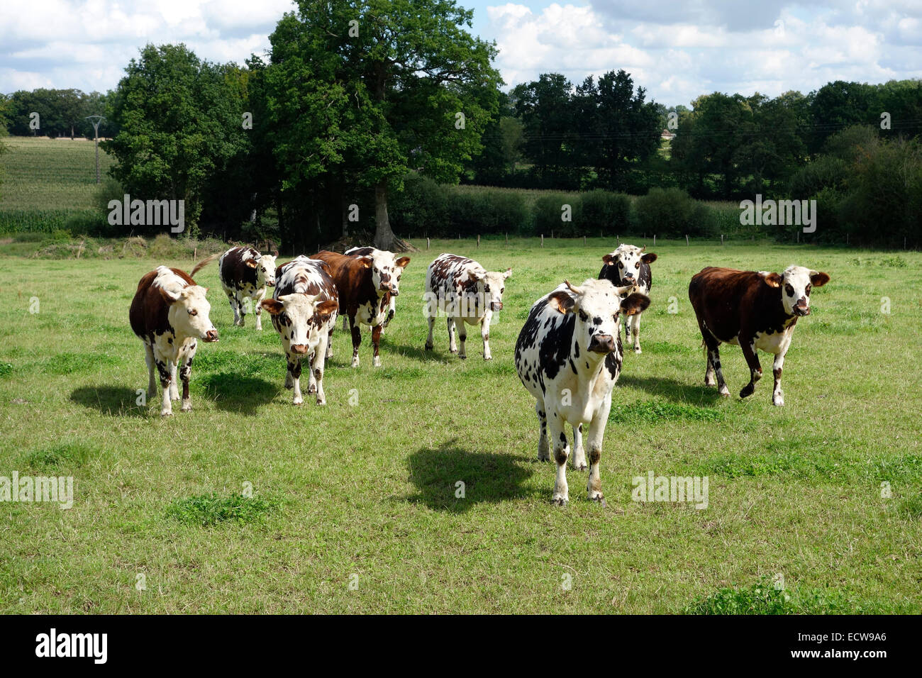 Normandy cow hi-res stock photography and images - Alamy