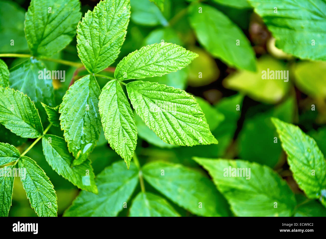 Raspberry leaves green Stock Photo - Alamy
