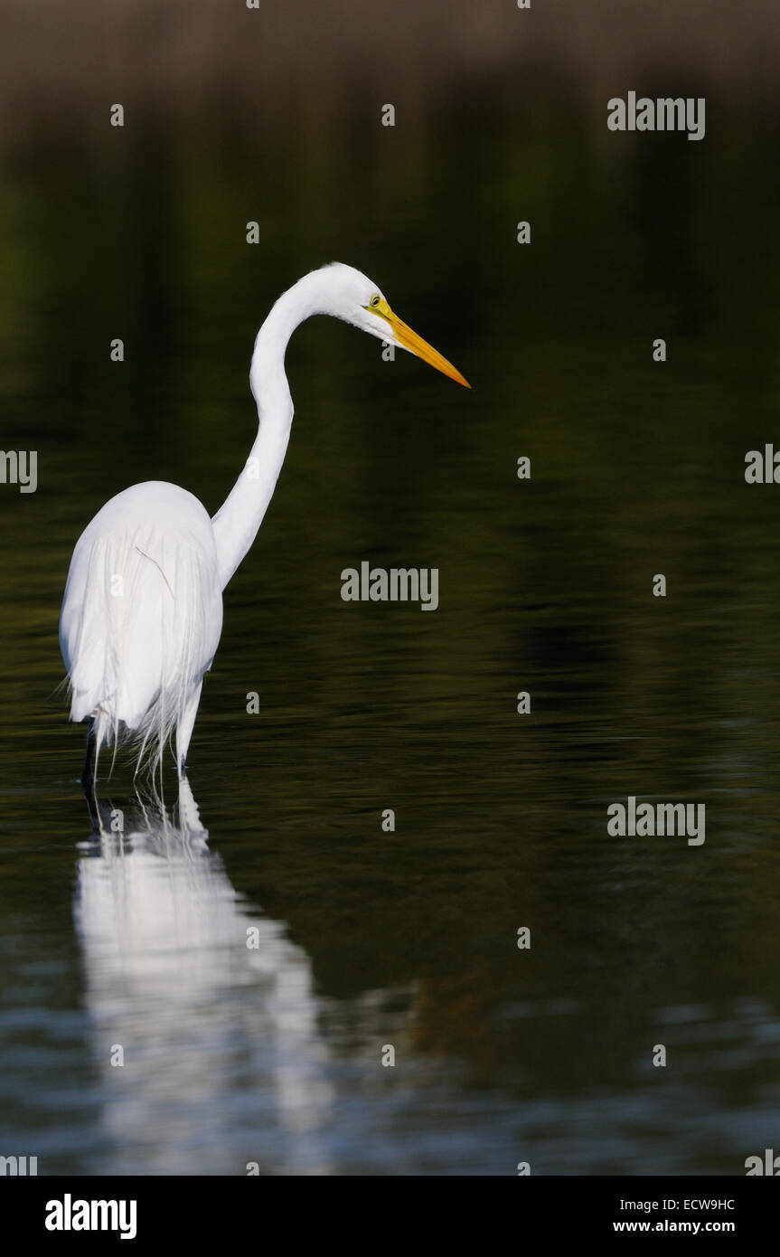 Great White Egret sticking his neck out in front of bushes in the ...