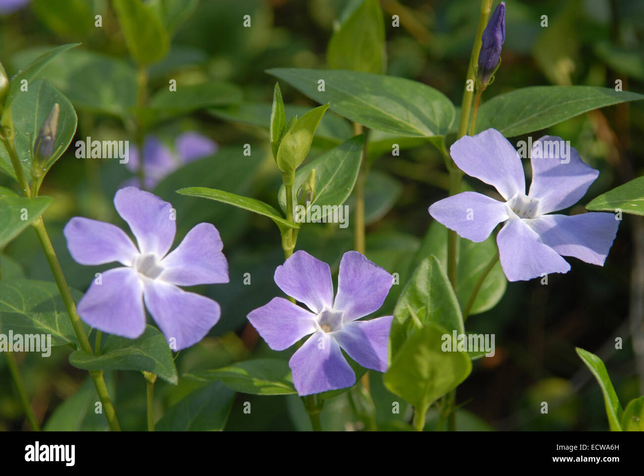 This is a periwinkle (Vinca minor) in bloom. Violet flowers are ...