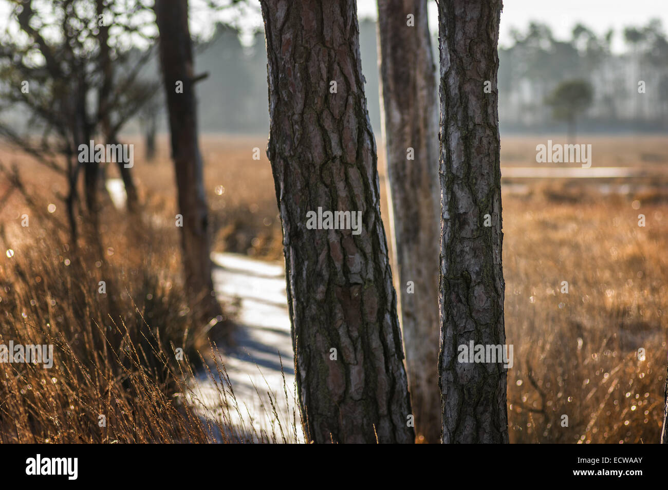 Scots Pine tree trunks in front of a frosty boardwalk, Thursley Common ...