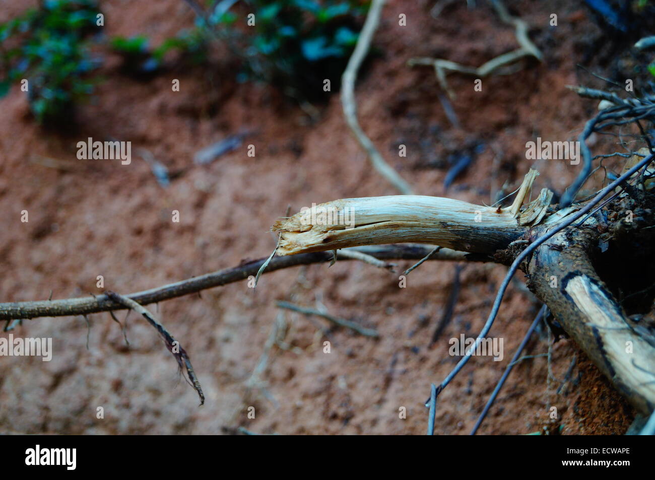 Dried roots, in the mountains Stock Photo - Alamy
