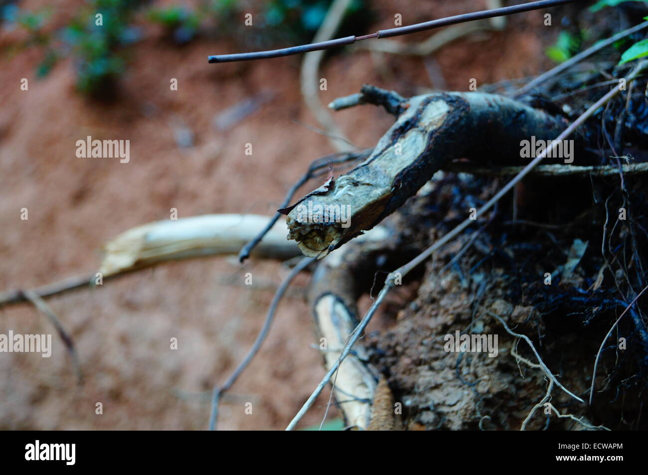 Dried roots hi-res stock photography and images - Alamy