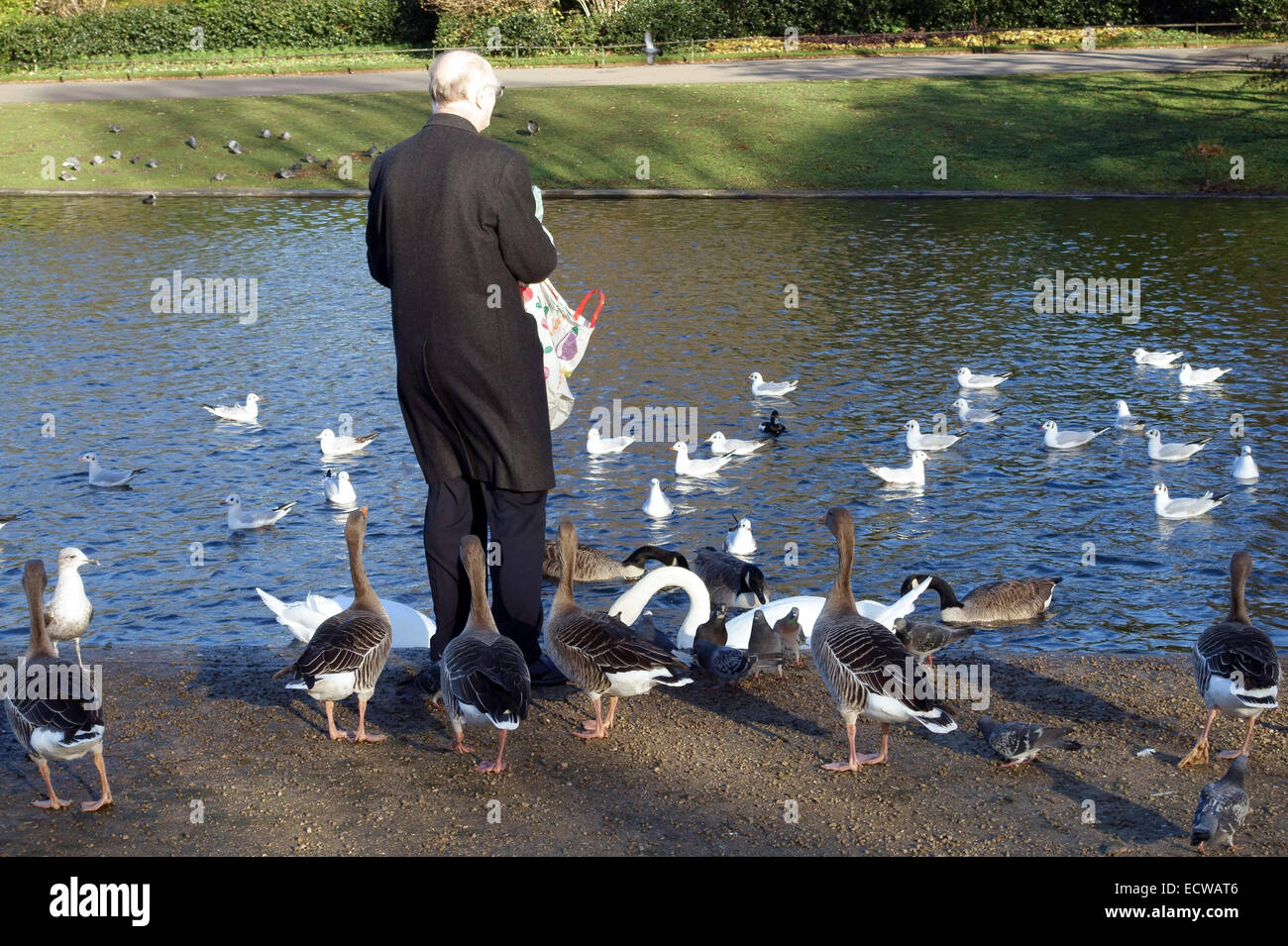 Feeding the geese hi-res stock photography and images - Alamy