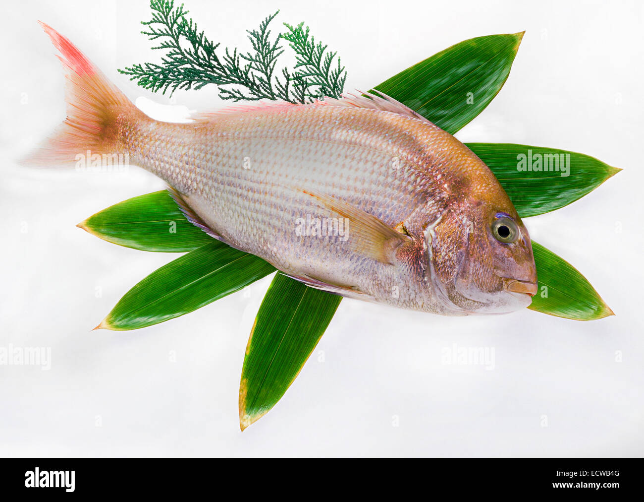 fresh sea fish isolated on white background Stock Photo - Alamy
