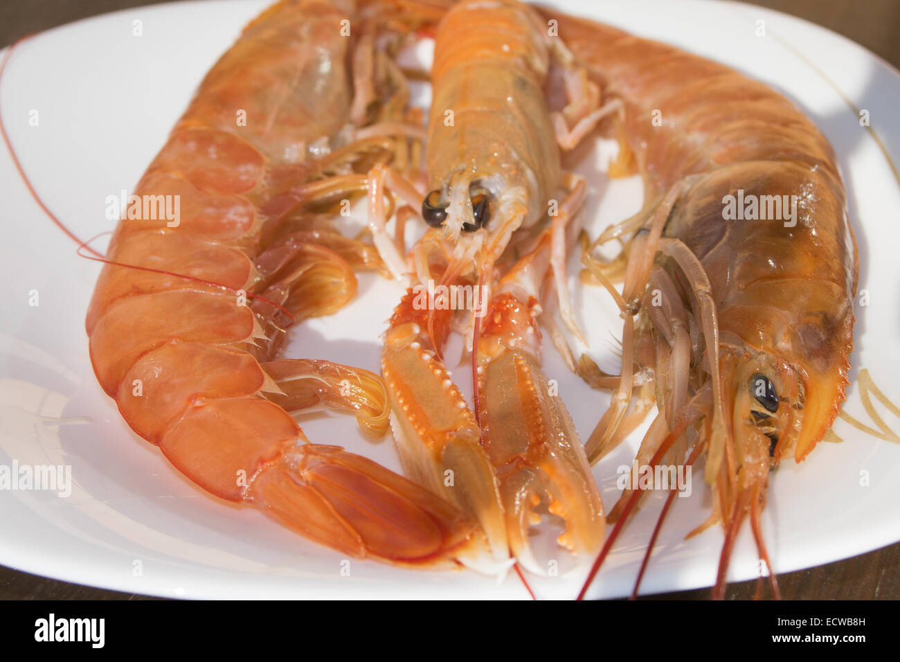 typical crustaceans of the mediterranean sea: raw imperial langoustines ...