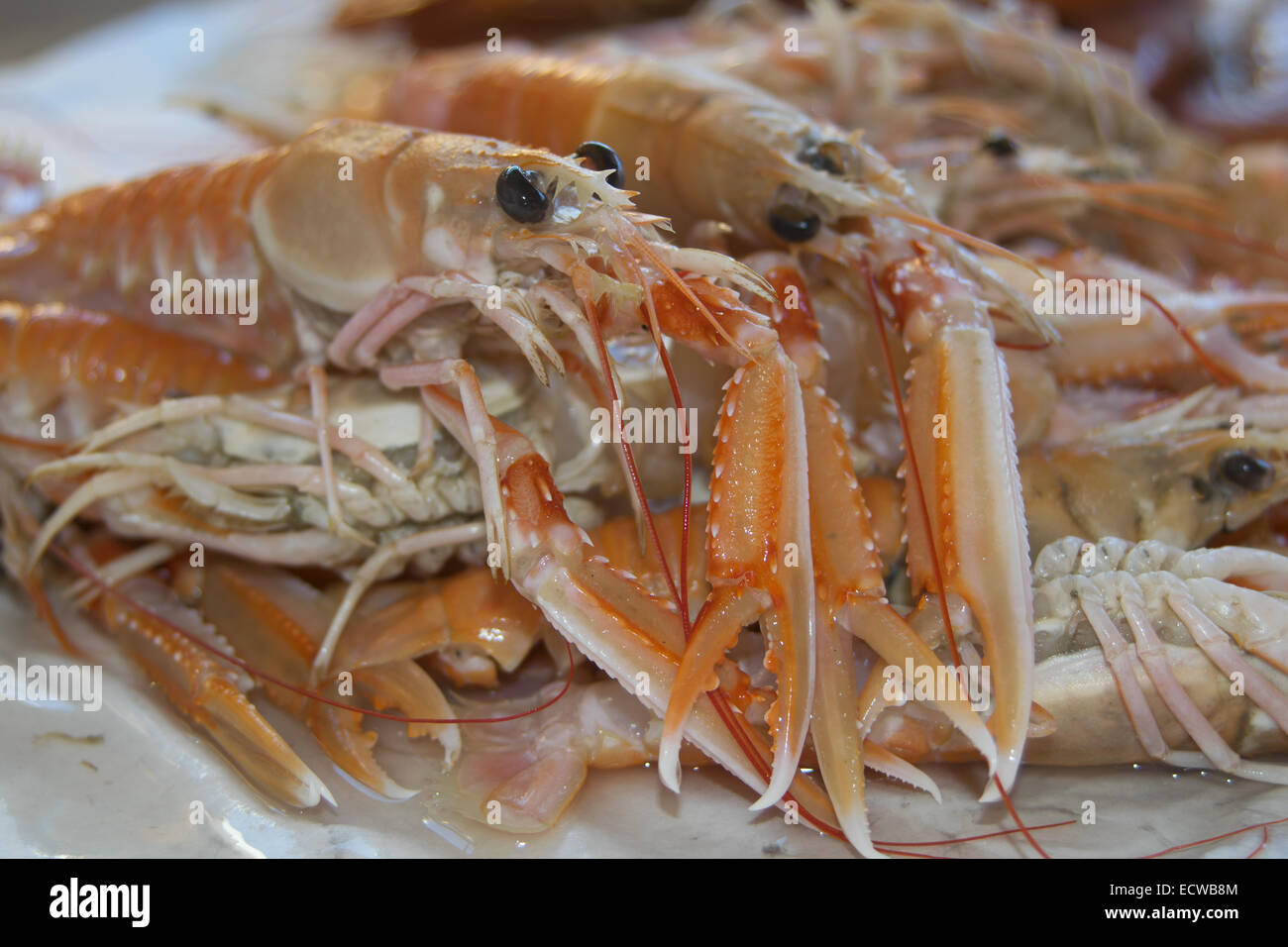 typical crustaceans of the mediterranean sea: raw langoustines Stock ...