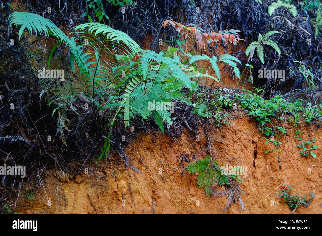 The mountain fern plant landscape Stock Photo - Alamy