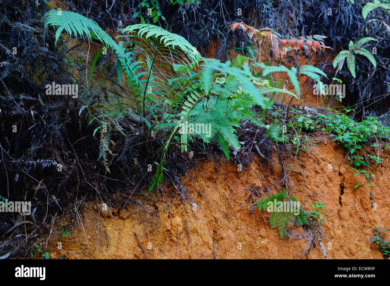 The mountain fern plant landscape Stock Photo - Alamy