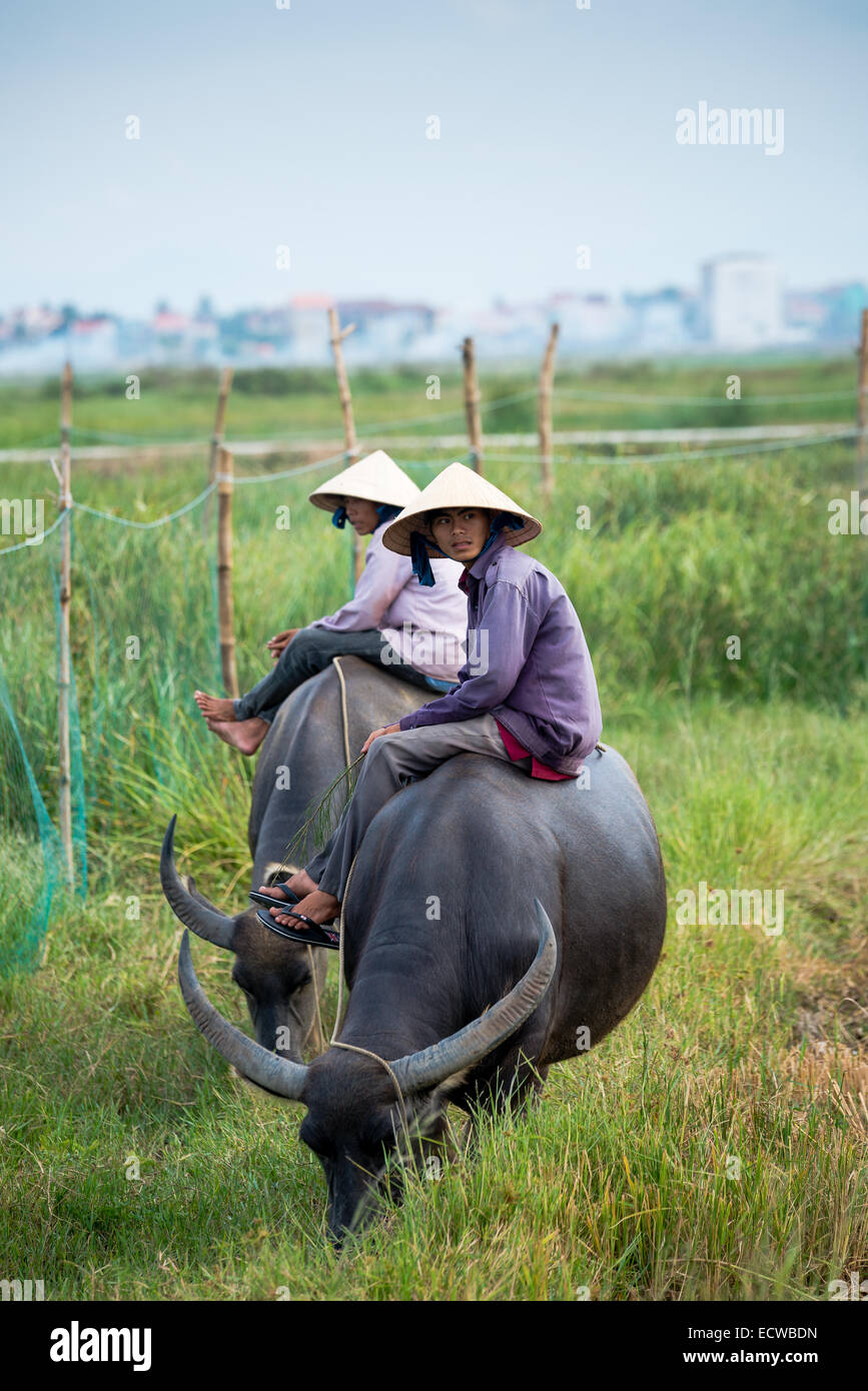Sitting On Buffalo High Resolution Stock Photography and Images - Alamy