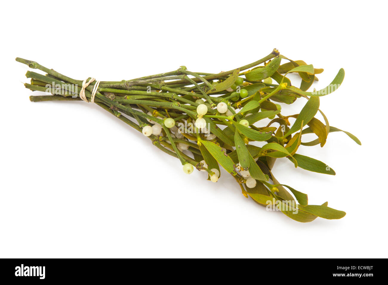 Bunch of mistletoe isolated on a white studio background Stock Photo ...