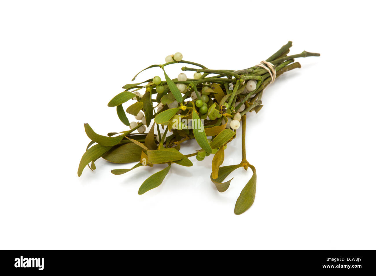 Bunch of mistletoe isolated on a white studio background Stock Photo ...