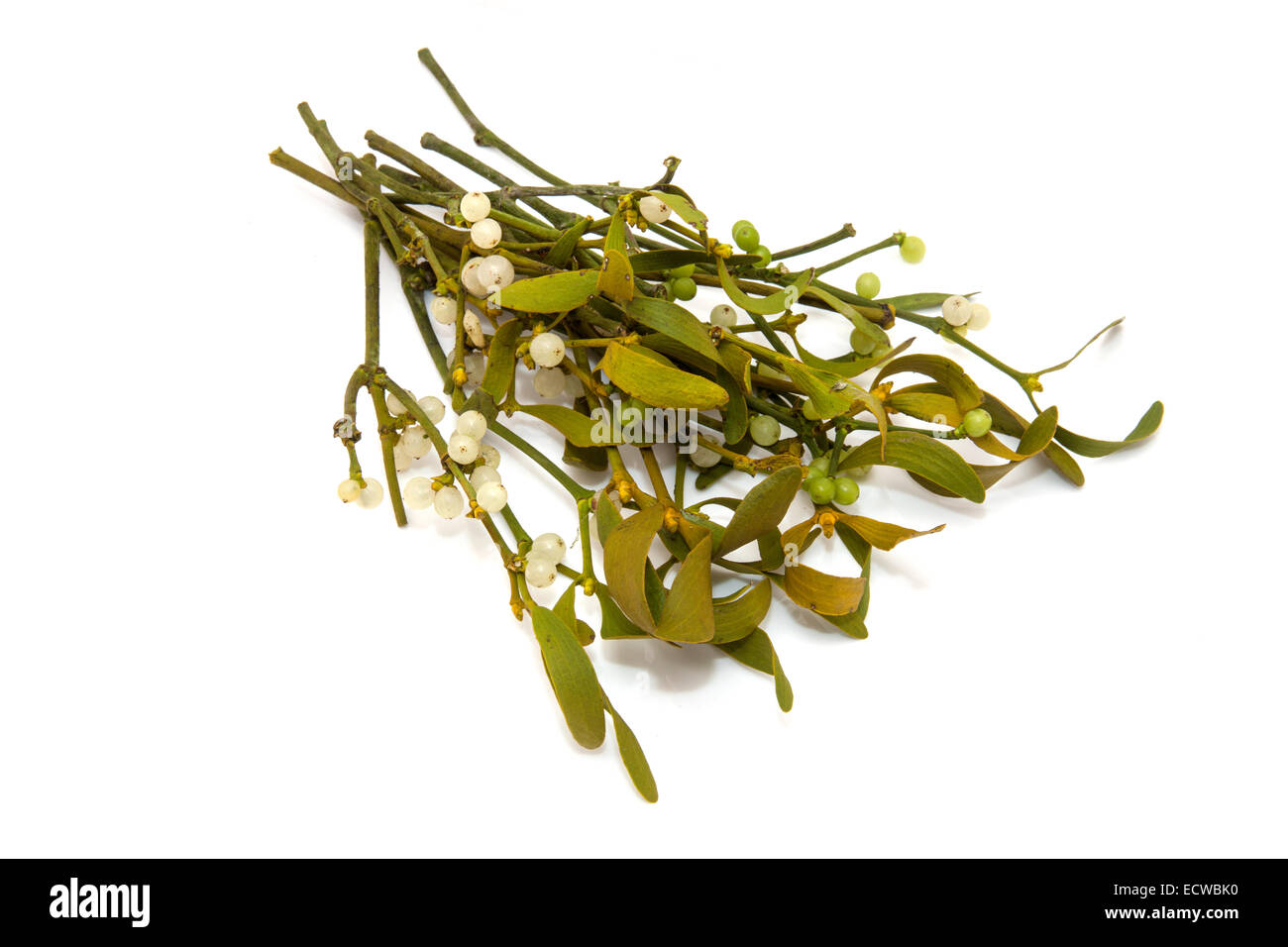 Bunch of mistletoe isolated on a white studio background Stock Photo ...