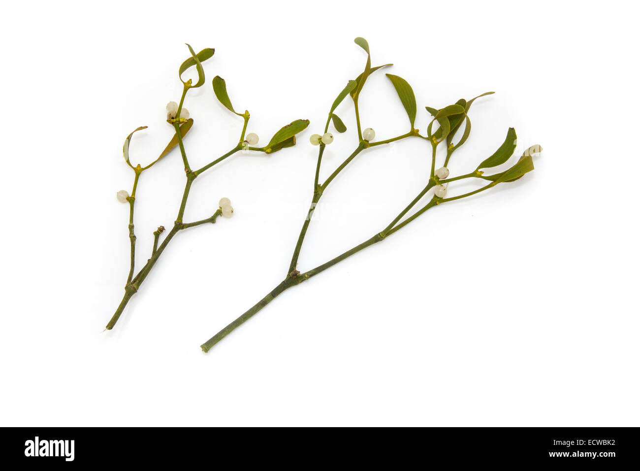 Bunch of mistletoe isolated on a white studio background Stock Photo ...