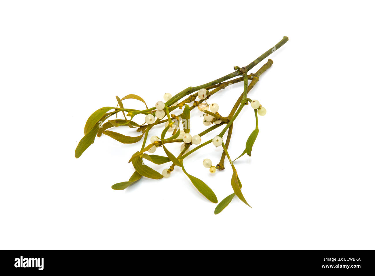 Bunch of mistletoe isolated on a white studio background Stock Photo ...