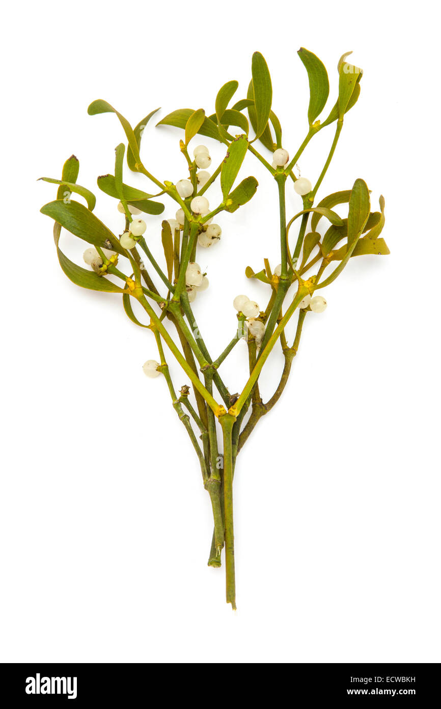 Bunch of mistletoe isolated on a white studio background Stock Photo ...