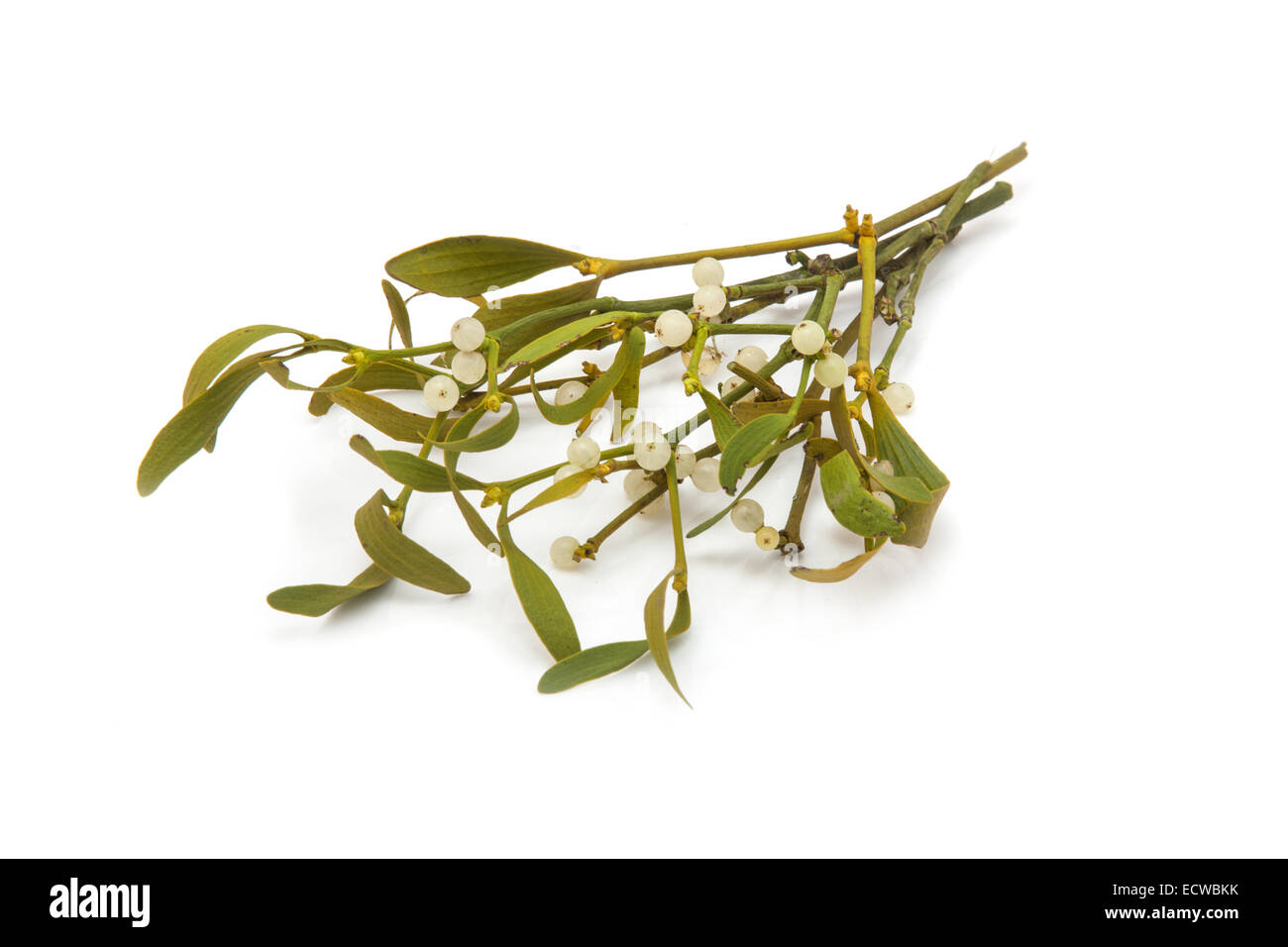 Bunch of mistletoe isolated on a white studio background Stock Photo ...