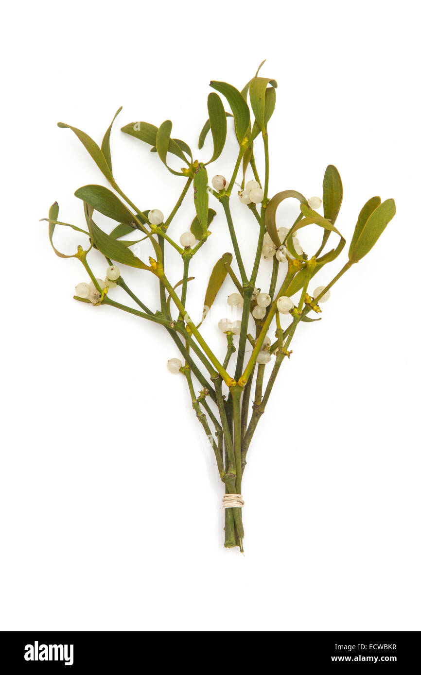 Bunch of mistletoe isolated on a white studio background Stock Photo ...