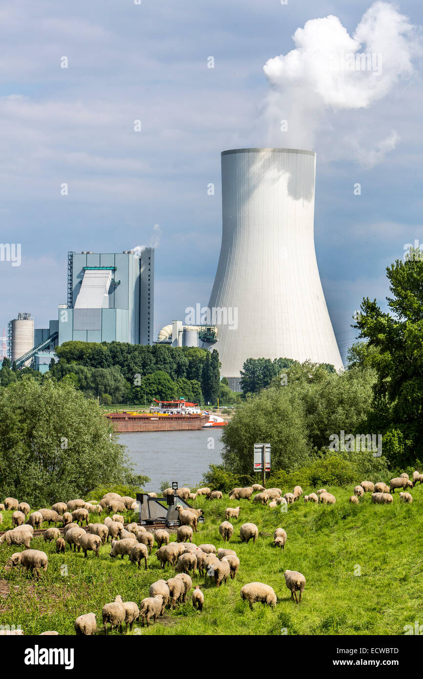 STEAG coal power plant Walsum, on the river Rhine at Duisburg, giant ...
