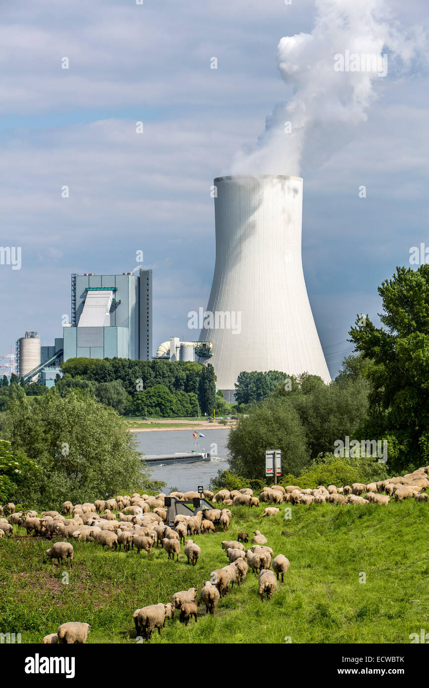STEAG coal power plant Walsum, on the river Rhine at Duisburg, giant ...