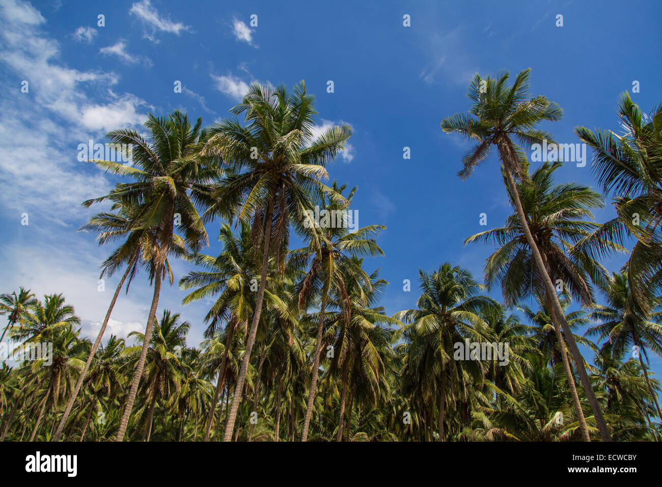 Negombo, Sri Lanka Stock Photo - Alamy