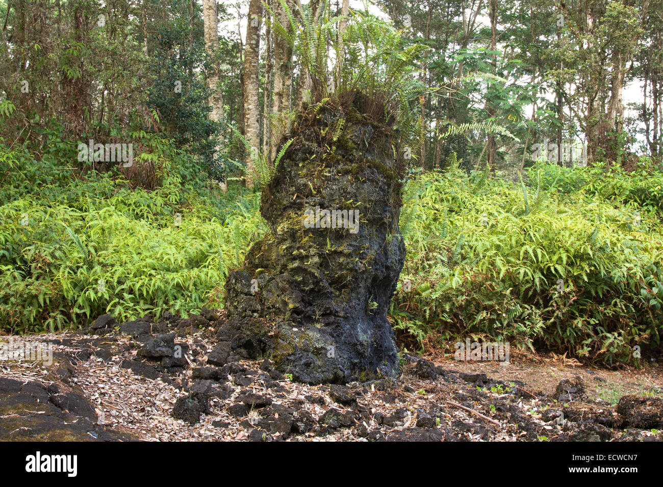 Lava tree mold hi-res stock photography and images - Alamy