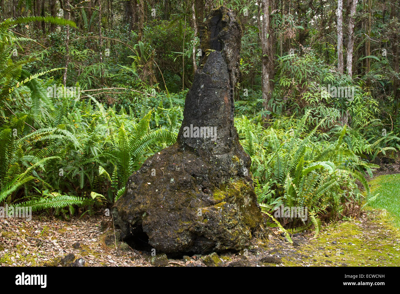 Tree mold hi-res stock photography and images - Alamy