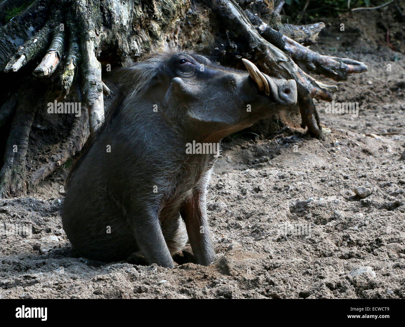 Legs of boar hi-res stock photography and images - Alamy