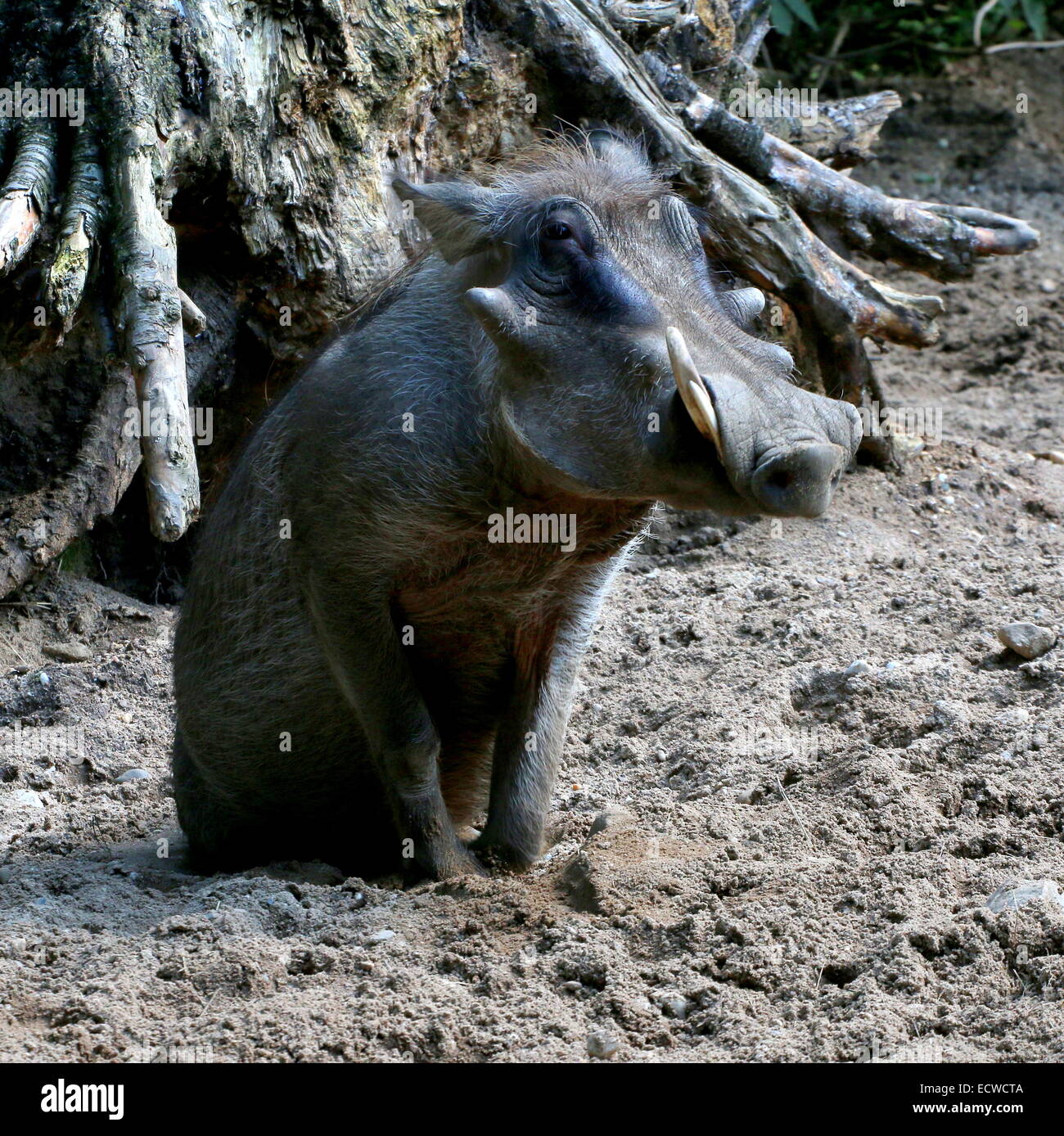Warty African Northern warthog (Phacochoerus africanus africanus Stock ...