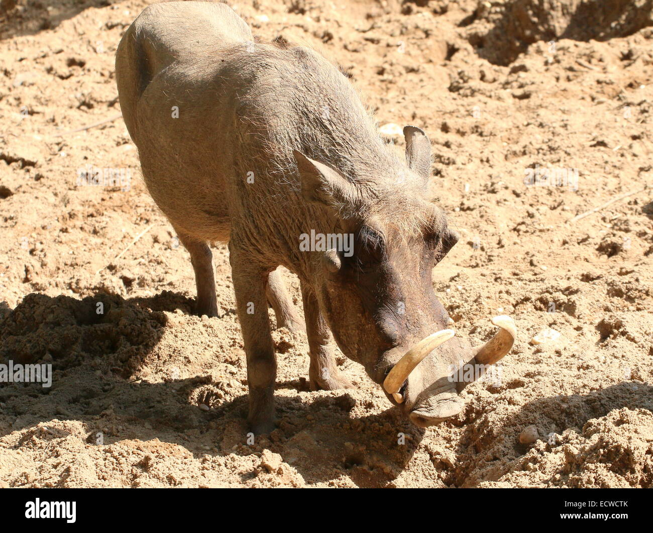 Close-up of a Male African Northern warthog (Phacochoerus africanus ...