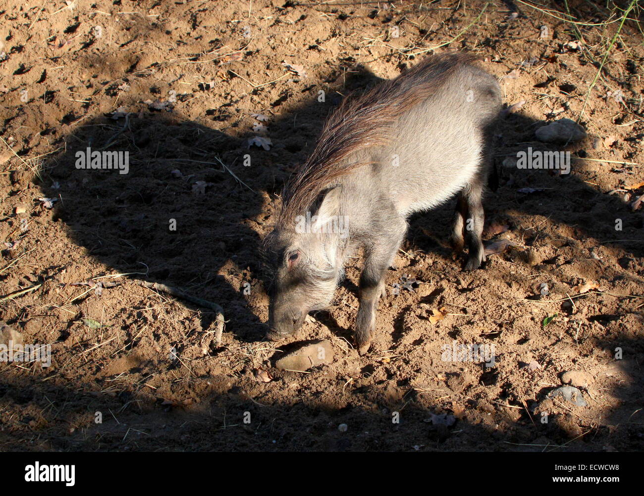 Female African warthog (Phacochoerus africanus) grazing Stock Photo - Alamy