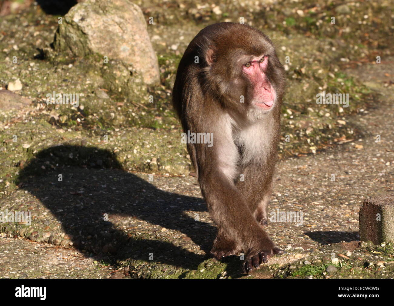 Ruddy complexion hi-res stock photography and images - Alamy