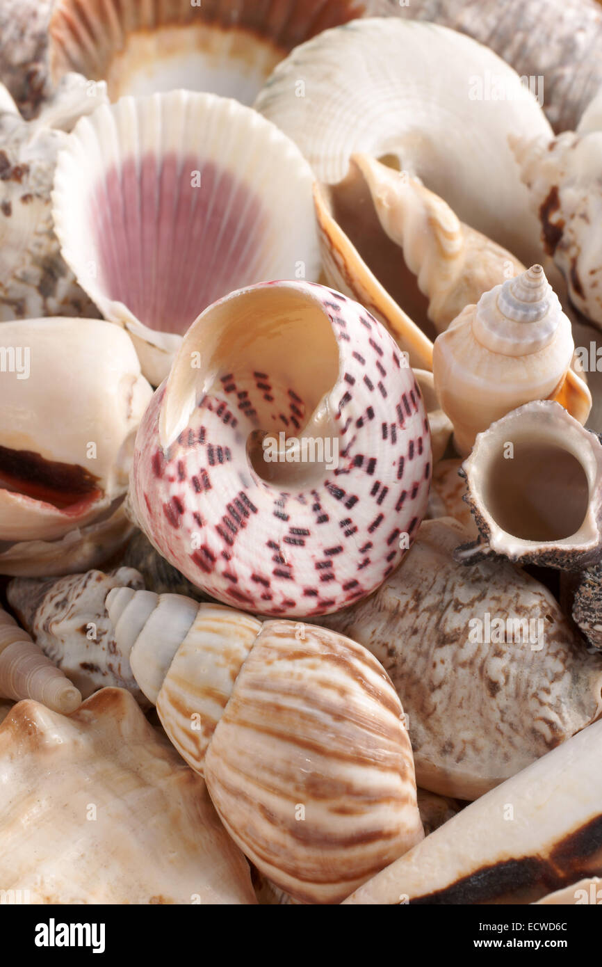 Exotic shells hi-res stock photography and images - Alamy