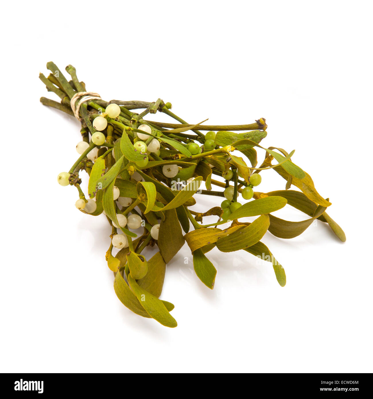 Bunch of mistletoe isolated on a white studio background Stock Photo ...