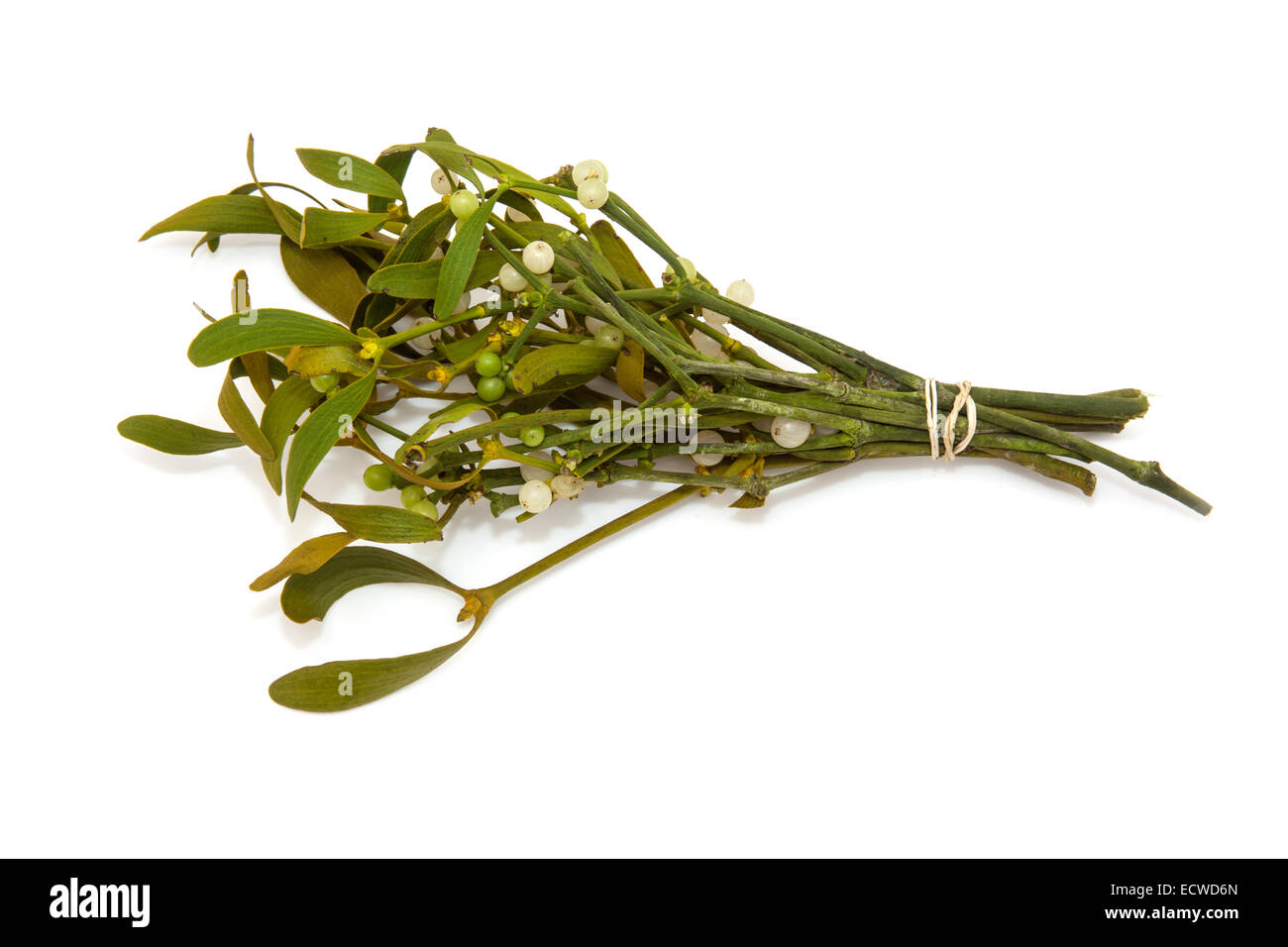 Sprig Of Mistletoe High Resolution Stock Photography and Images - Alamy
