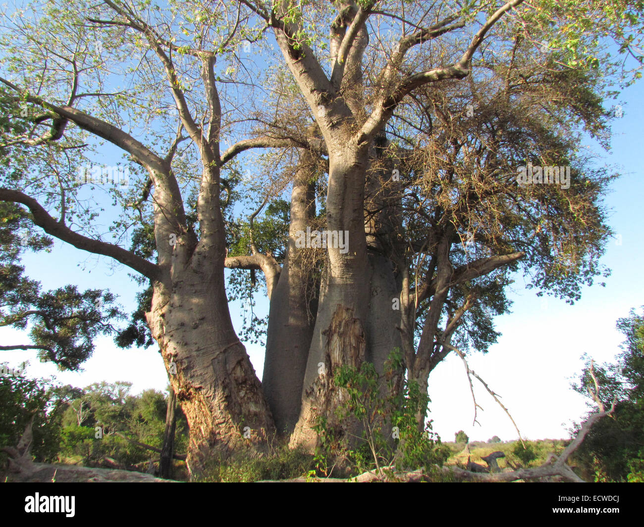 Baobab tree damaged by african elephants Stock Photo - Alamy