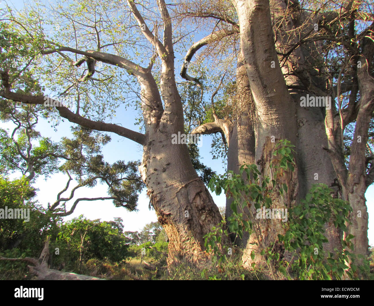 Baobab tree damaged by african elephants Stock Photo - Alamy