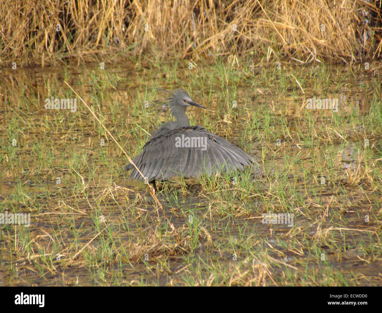 Black heron Egretta ardesiaca also known as the black egret Stock Photo ...