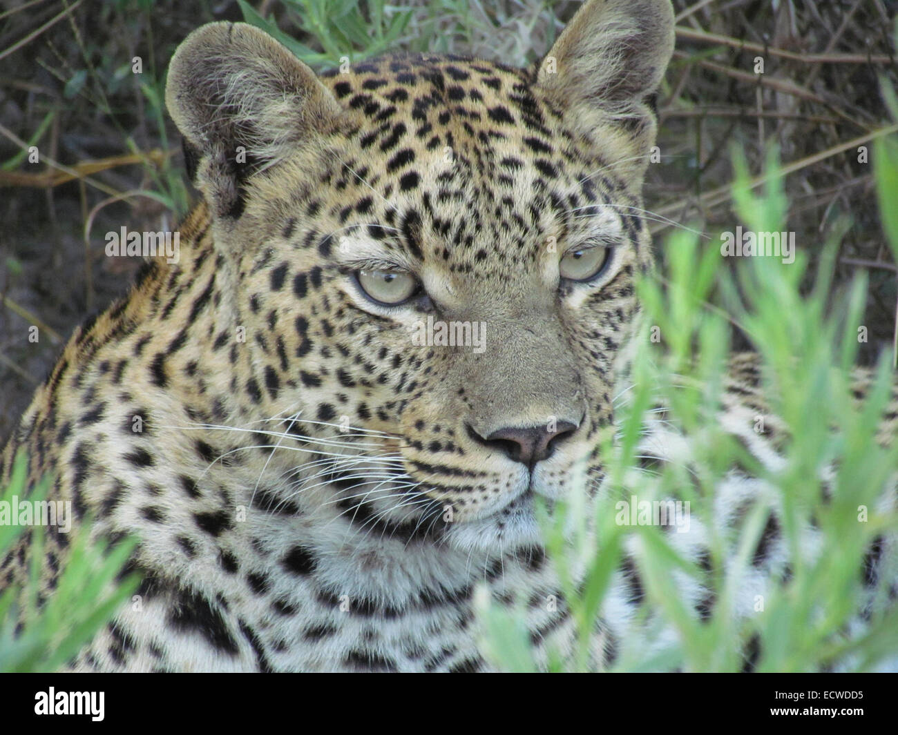 Leopard sitting in foliage Stock Photo - Alamy