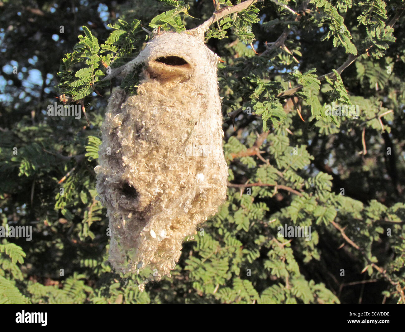 Penduline tit nest, constructed from spider web thread Stock Photo - Alamy