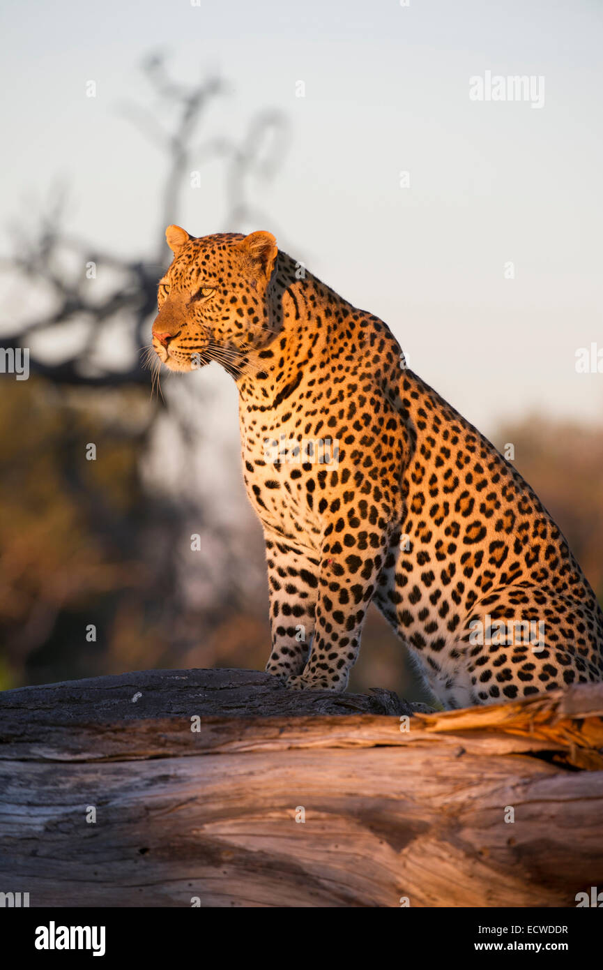 Leopard In Tree Sunset High Resolution Stock Photography and Images - Alamy