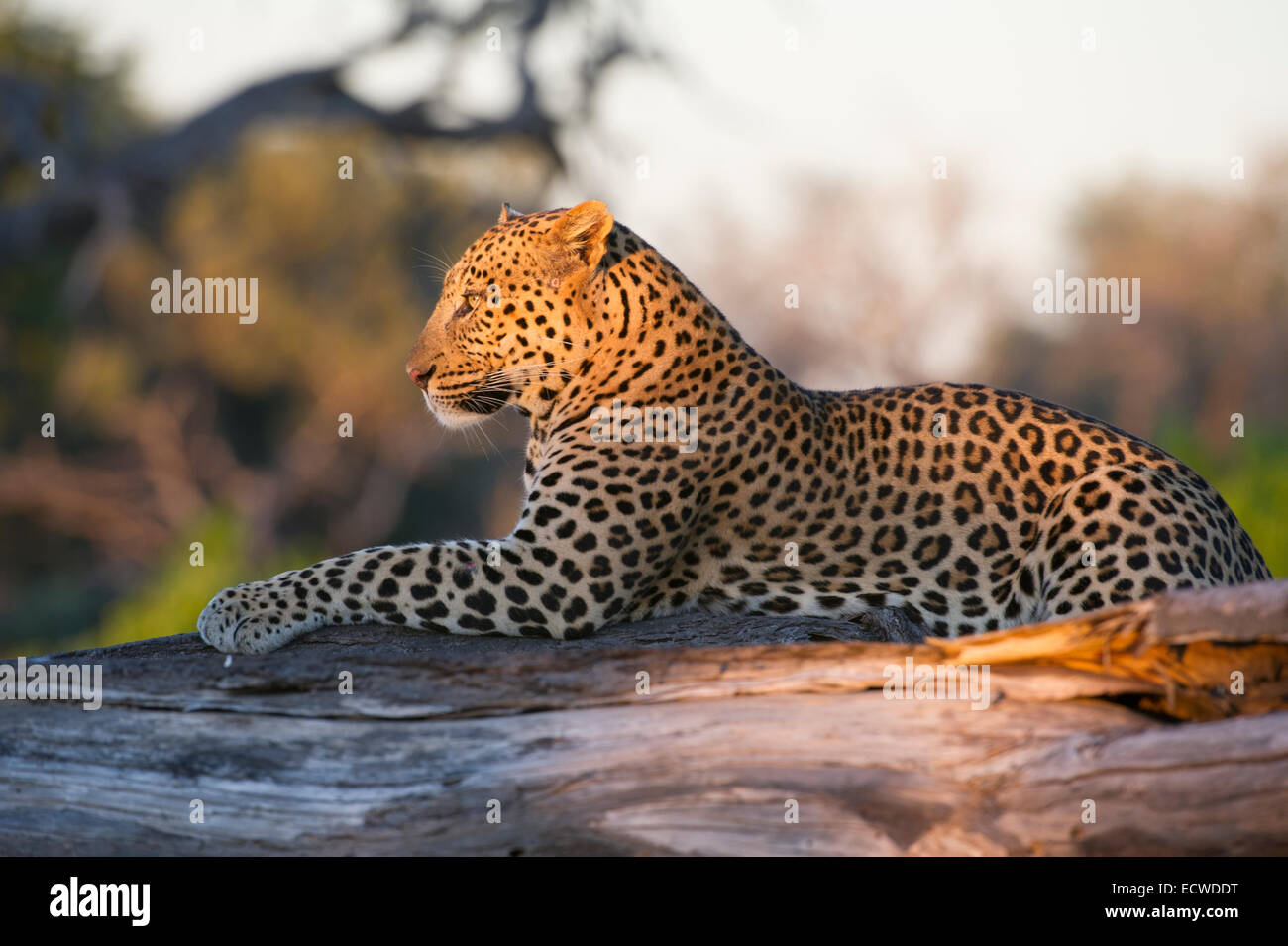 Leopard on log hi-res stock photography and images - Alamy