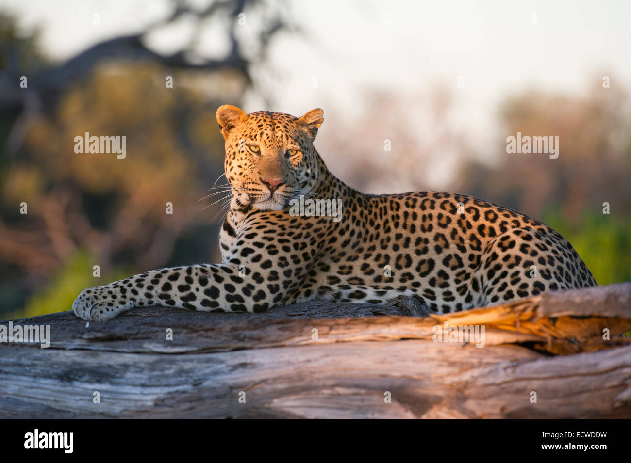 Leopard On Log Stock Photos & Leopard On Log Stock Images - Alamy