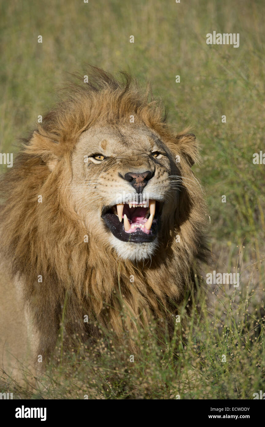 Cat vomeronasal organ hi-res stock photography and images - Alamy